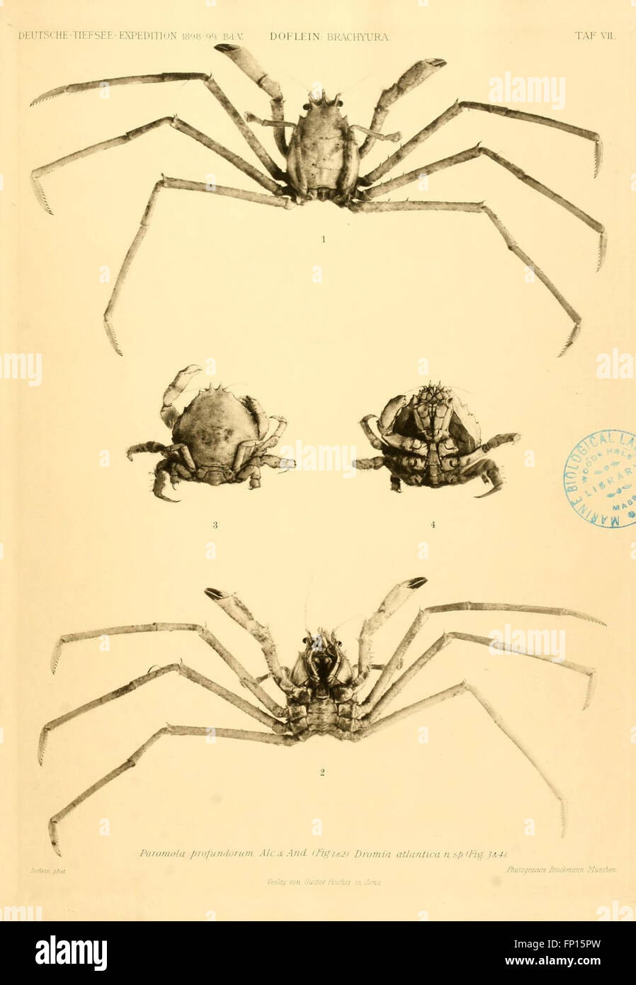 This scientific report details the findings of the German Deep Sea ...