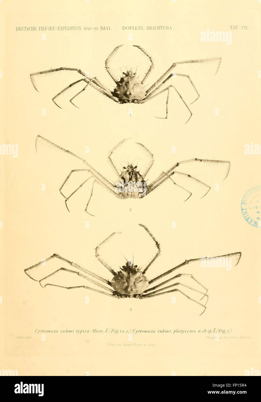 A scientific report from the German Deep Sea Expedition on the ship ...