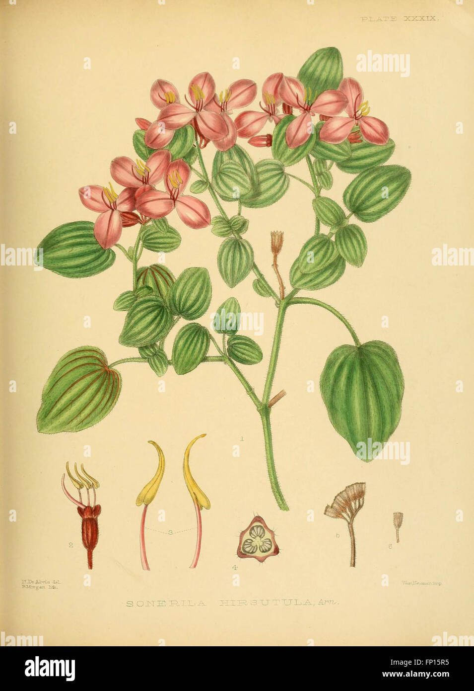 Ceylon plants hi-res stock photography and images - Alamy