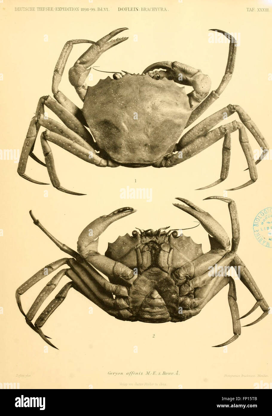 The scientific results of the German deep-sea expedition aboard the ...
