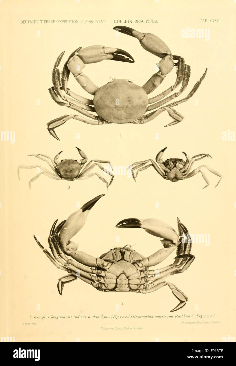 This scientific report documents the findings of the German Deep-Sea ...