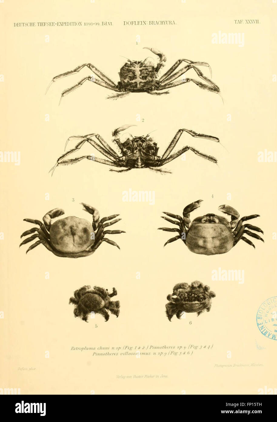 This scientific publication documents the findings of the German deep ...