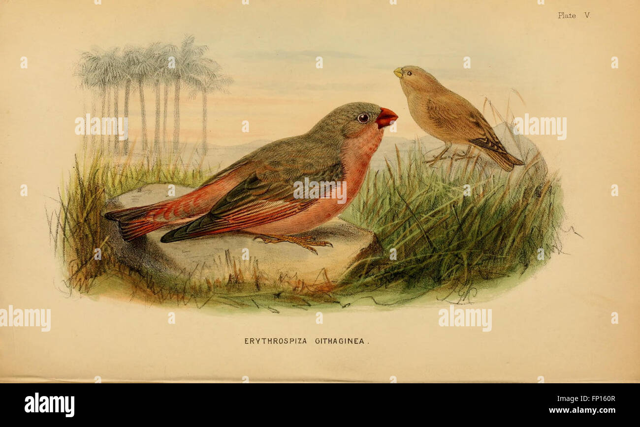 A handbook providing information on the birds of Egypt, featuring Plate ...