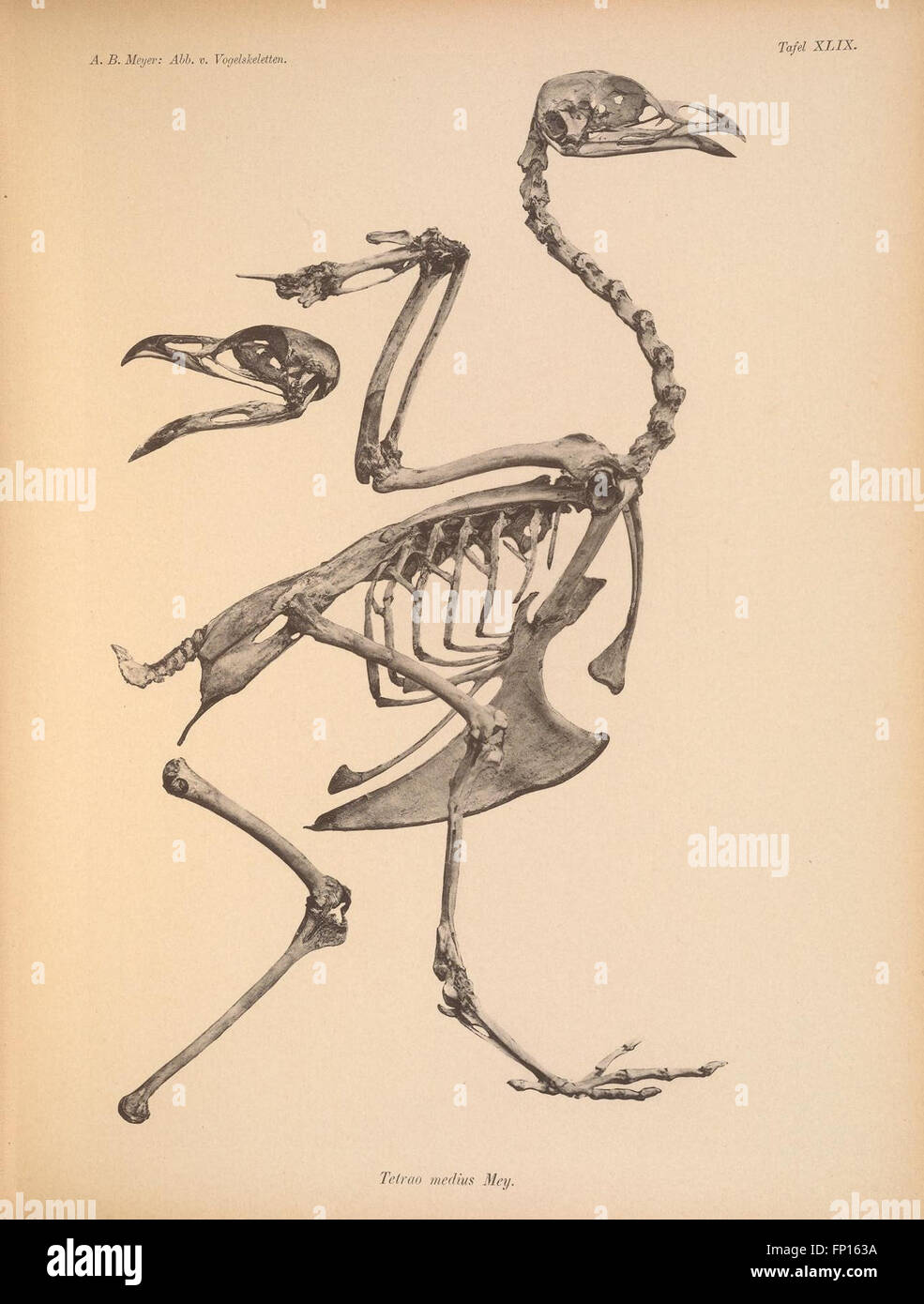 This plate shows illustrations of bird skeletons, contributing to the ...