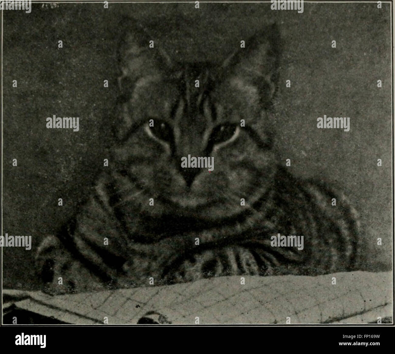 This 1881 work introduces the cat as a subject of study among backboned ...