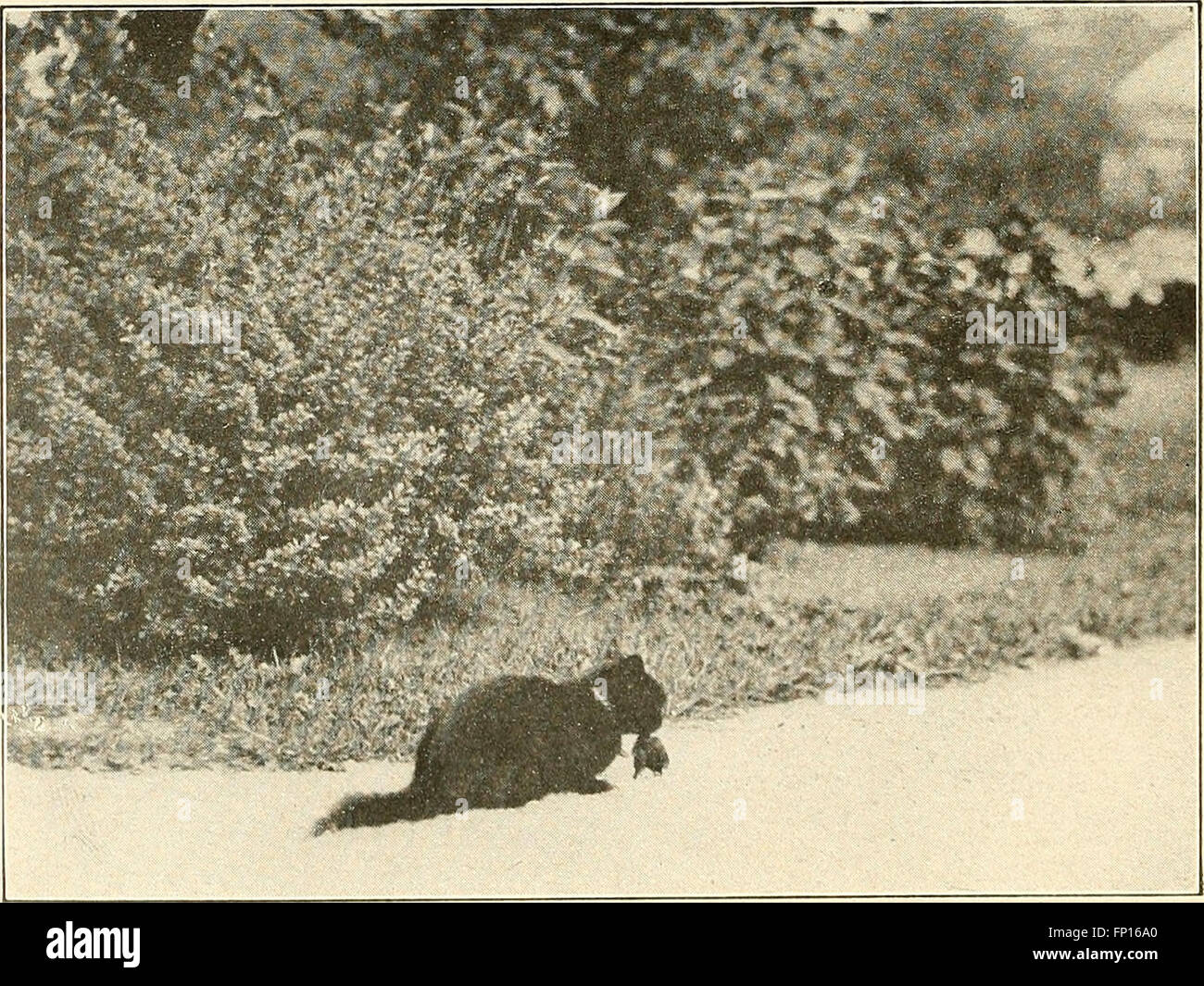 The Street Railway Journal (1886) documents advancements and challenges ...