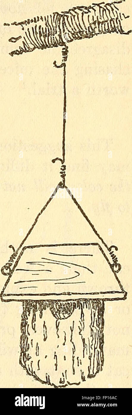 A 1915 study on the gypsy moth (Porthetria dispar), an invasive species ...
