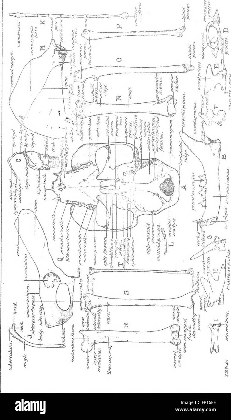 This 1901 guide provides step-by-step instructions for the dissection ...