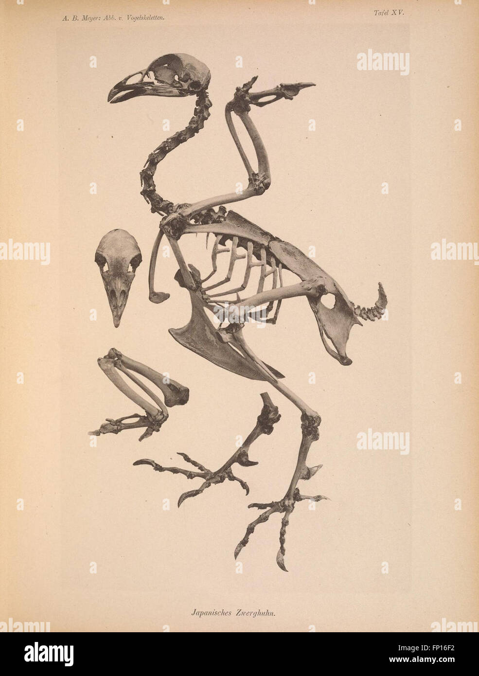 'Abbildungen von Vogel-Skeletten' (Plate XV) features illustrations of ...
