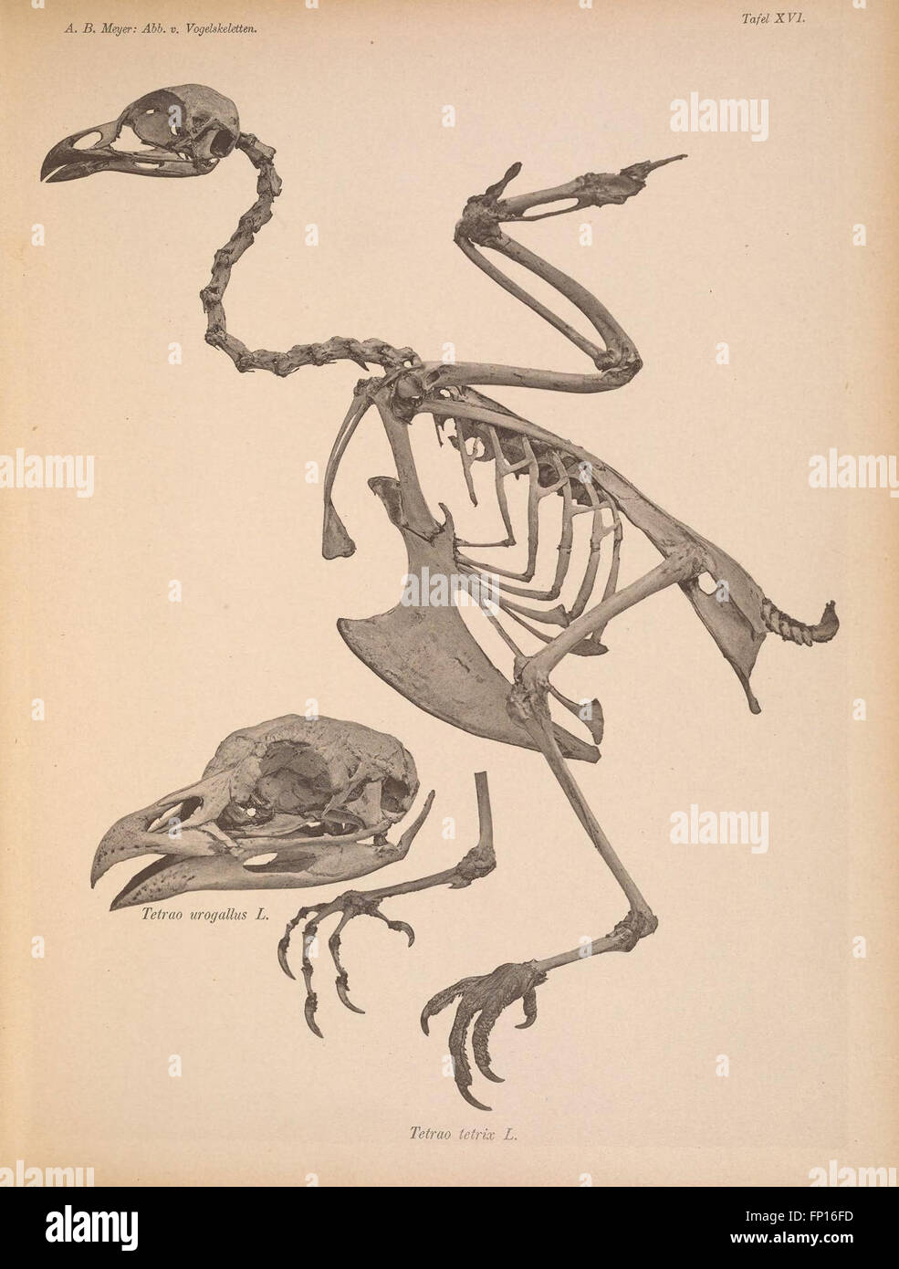 This plate, 'Abbildungen von Vogel-Skeletten,' showcases illustrations ...