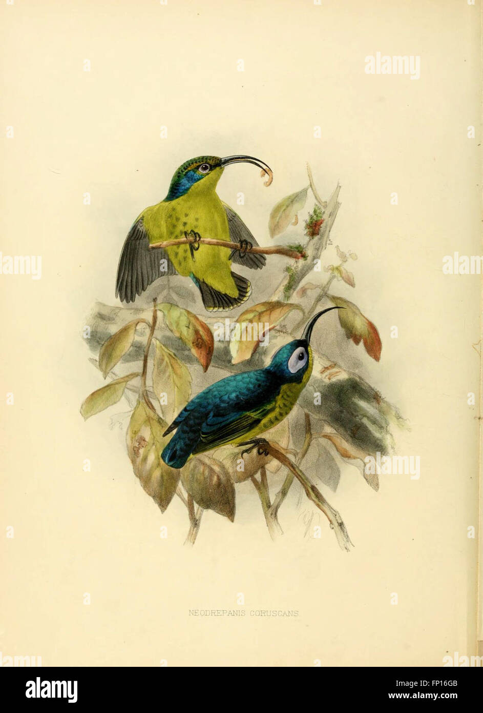 A Monograph of the Nectariniidae (Sun-birds) focuses on the ...