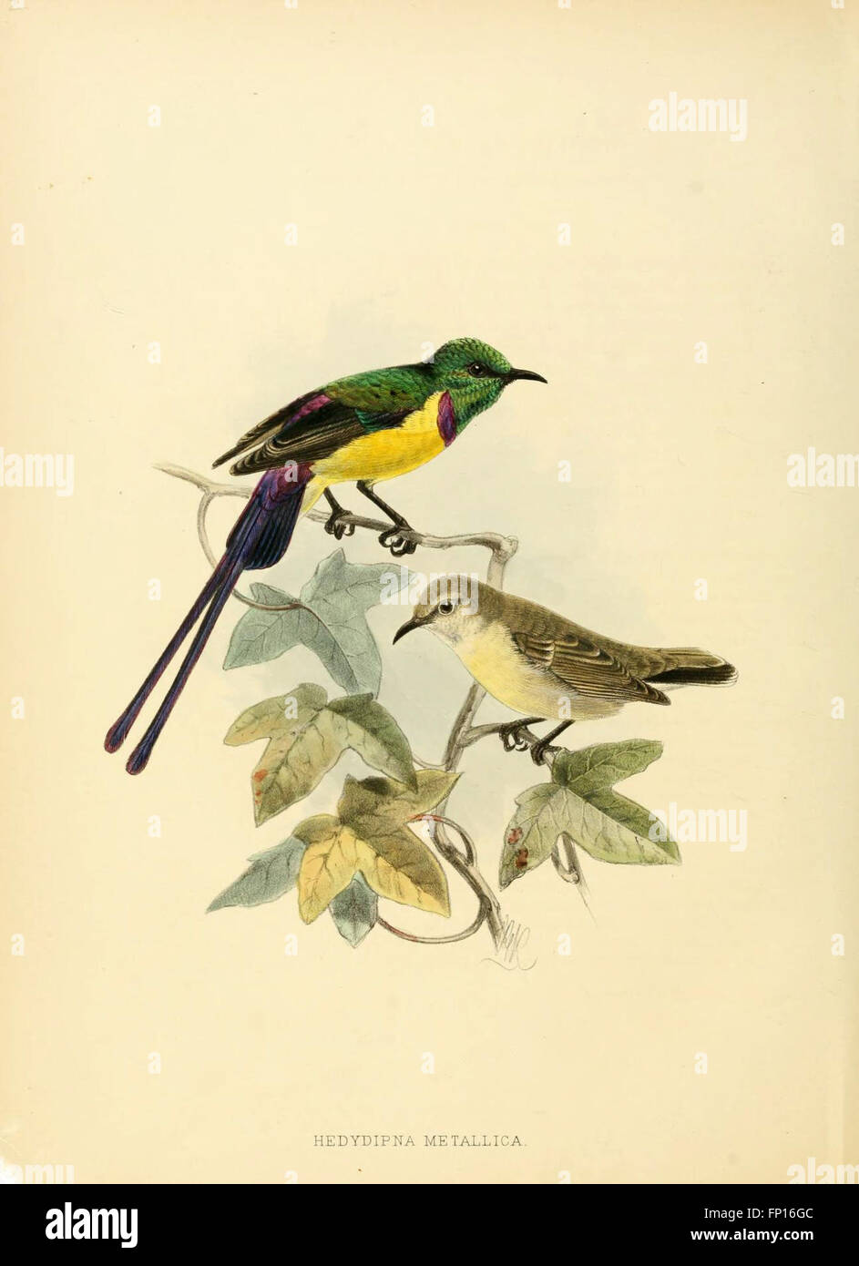 This monograph details the Nectariniidae family, known for its sunbirds ...