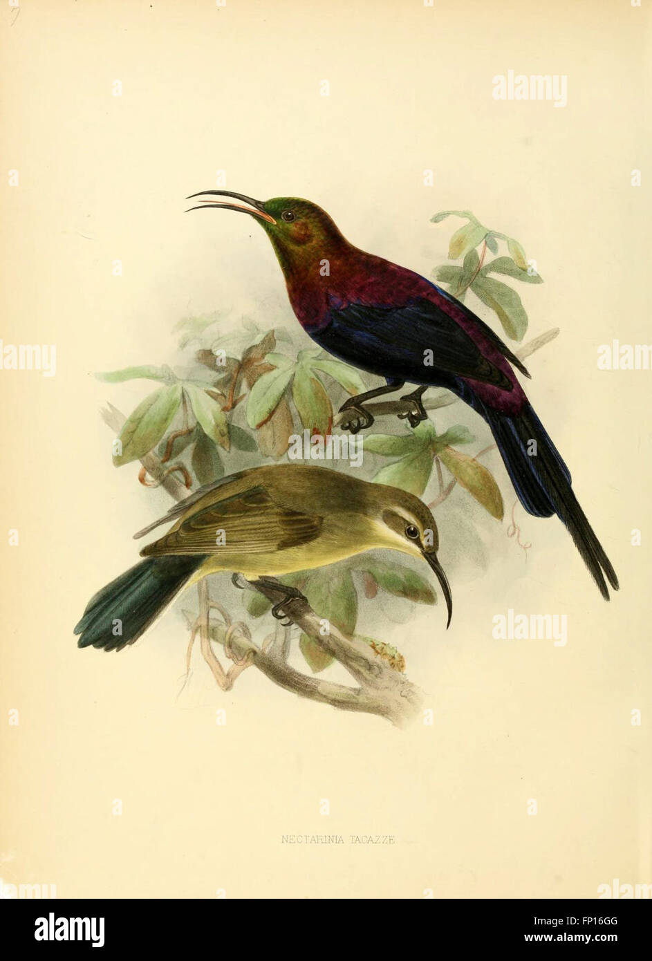 This comprehensive monograph covers the Nectariniidae family, also ...