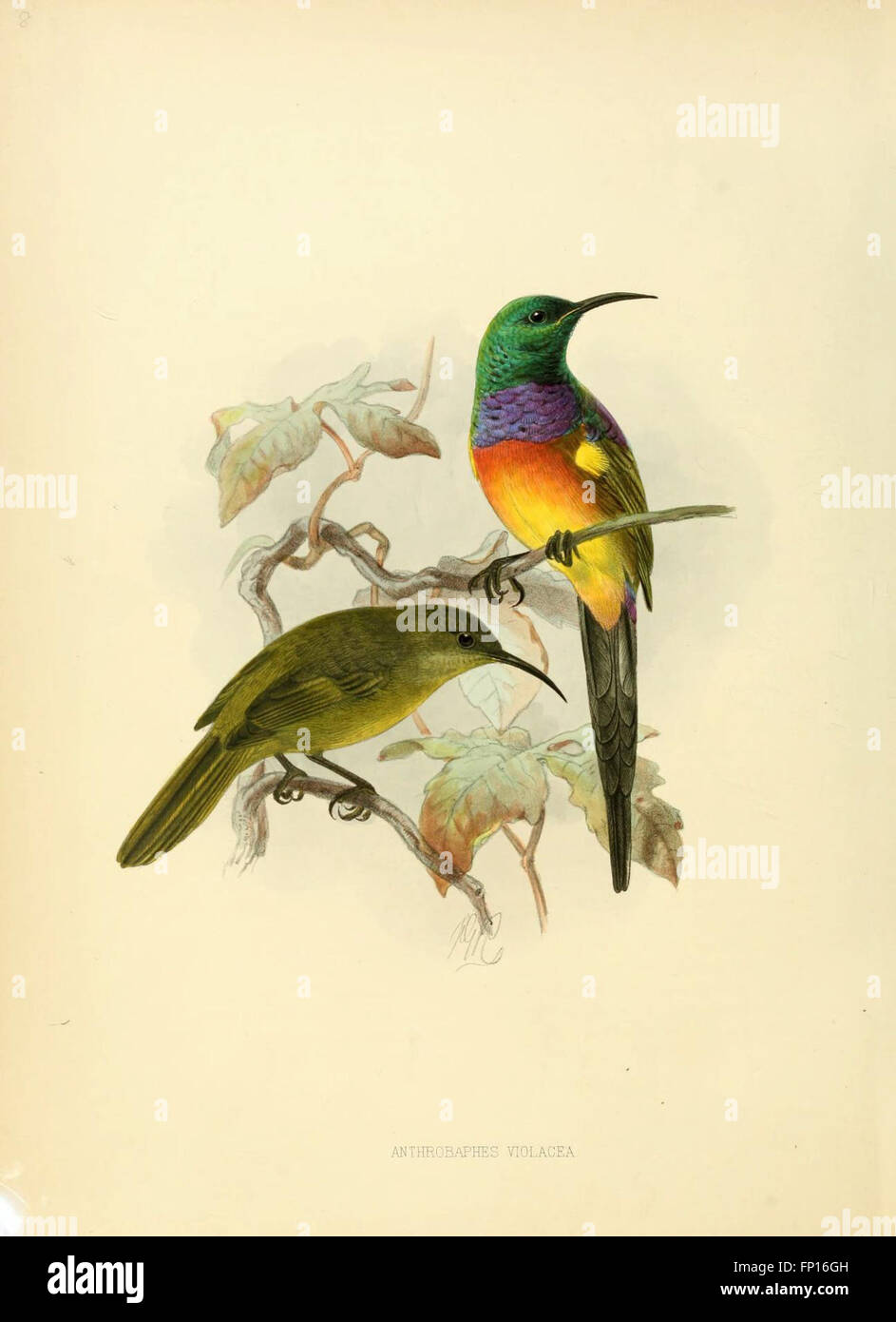 A monograph of the Nectariniidae, or, Family of sun-birds Stock Photo ...