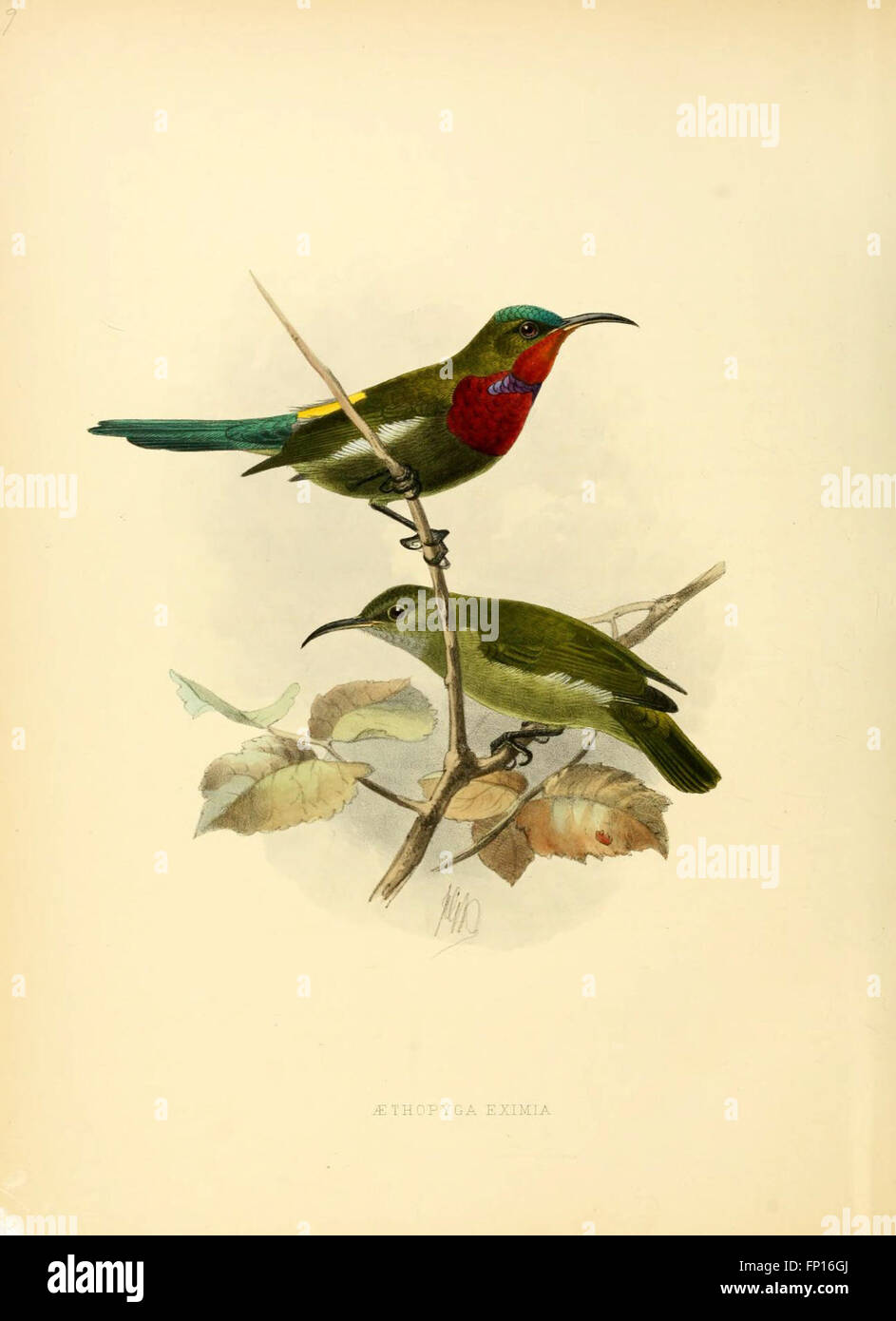 A monograph of the Nectariniidae, or, Family of sun-birds Stock Photo ...