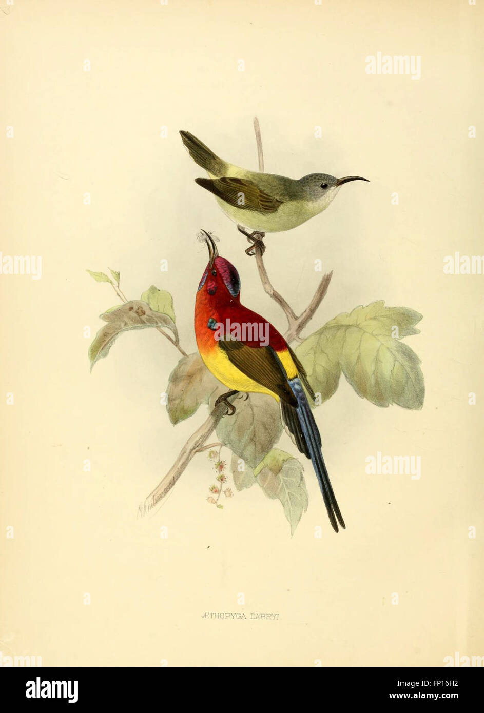 This monograph explores the Nectariniidae family, or sun-birds, focusing on their ...