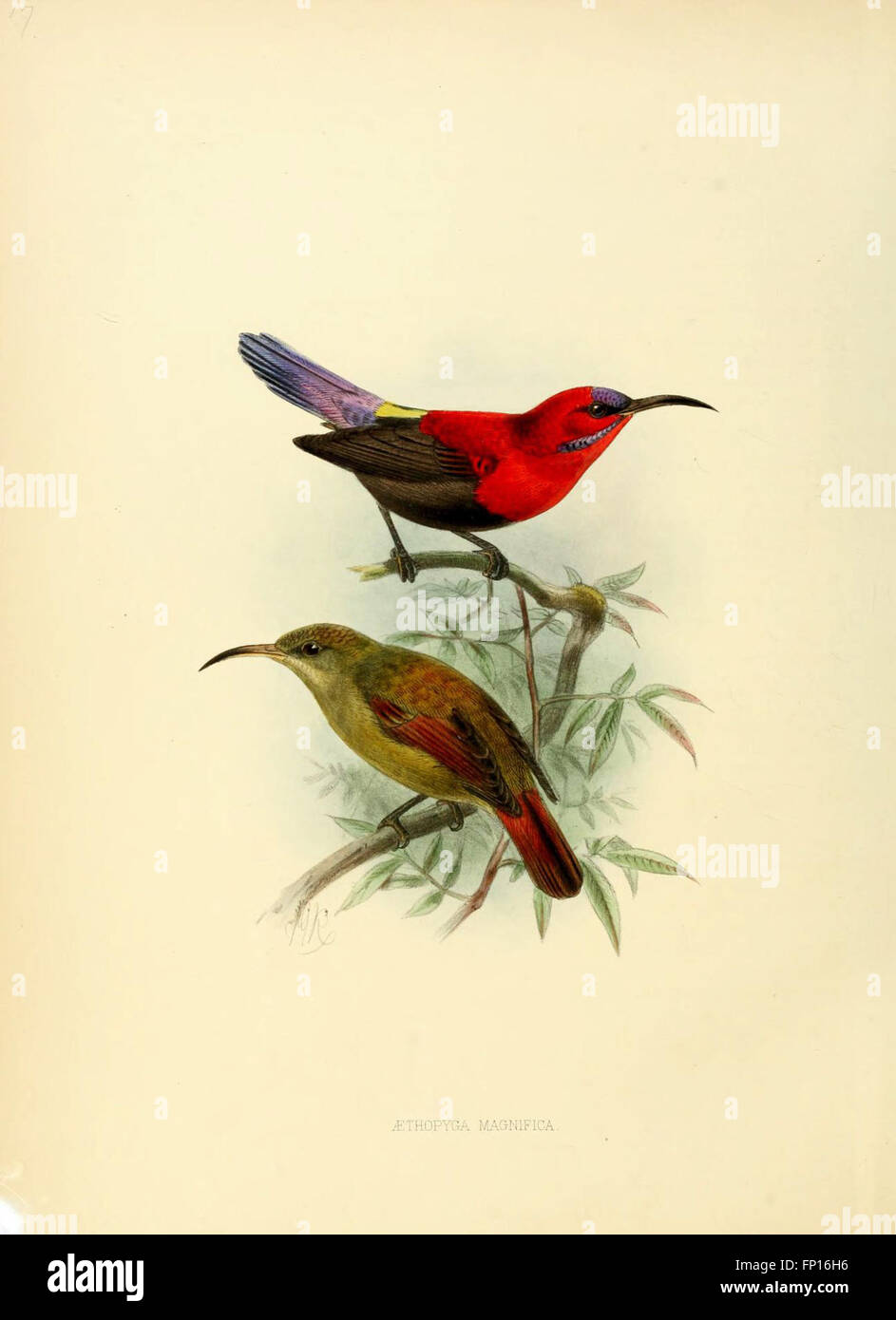 This monograph focuses on the Nectariniidae family, commonly known as ...