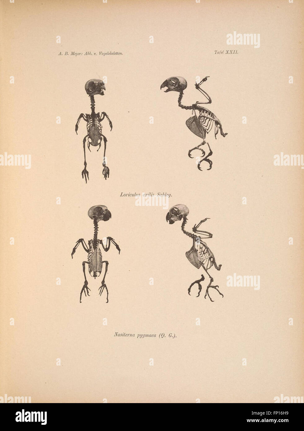 This work features illustrations of bird skeletons, showcasing the ...