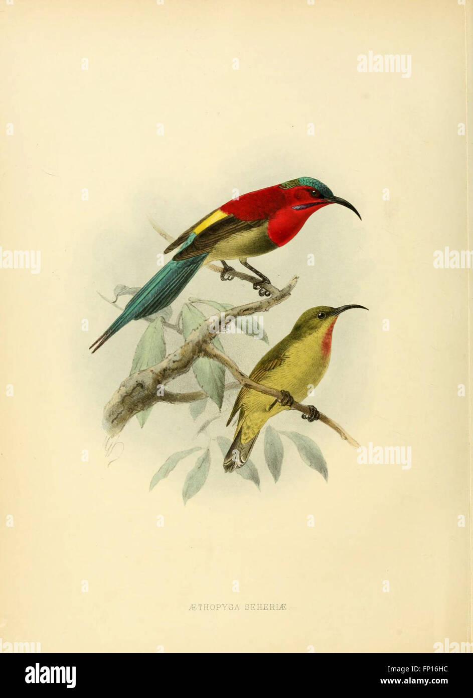 This monograph focuses on the Nectariniidae family, also known as ...