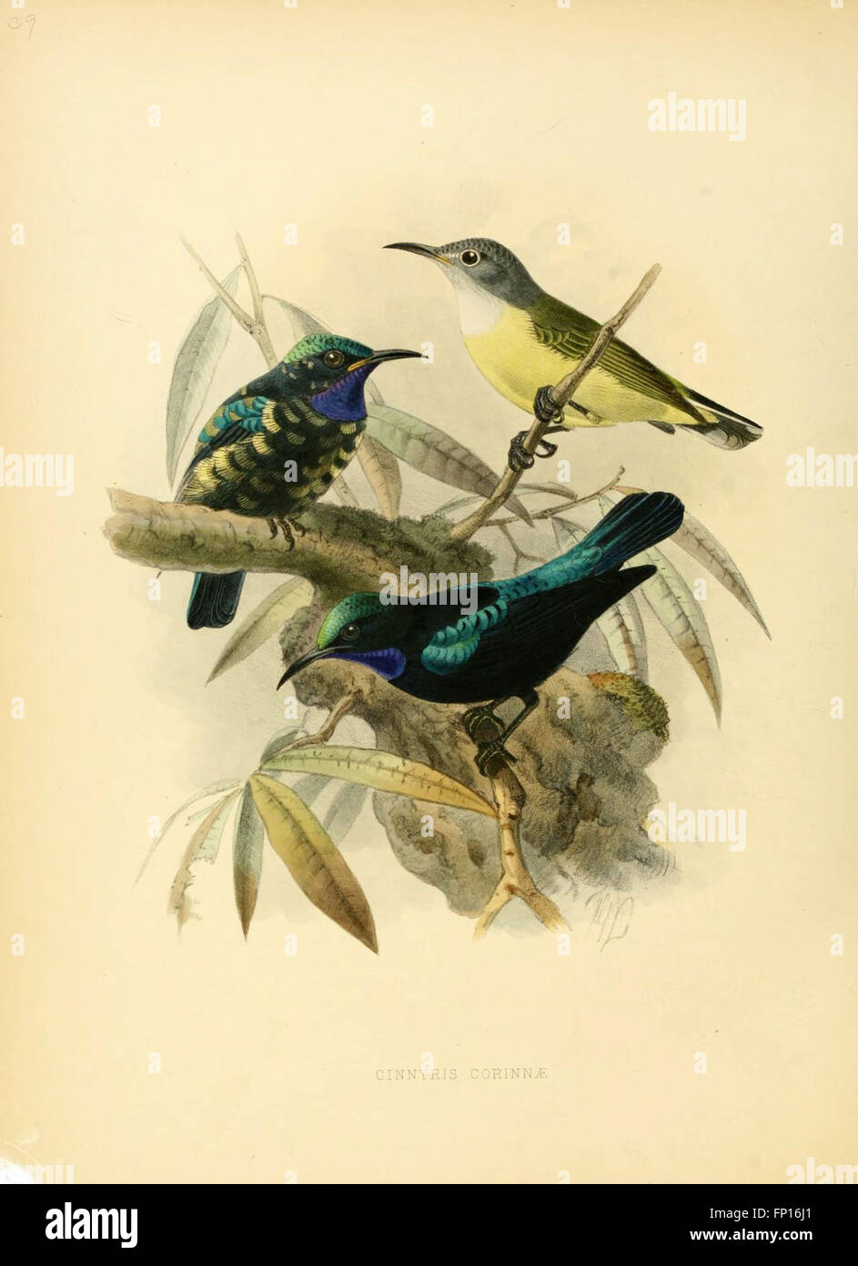 'A Monograph of the Nectariniidae' provides a detailed examination of ...