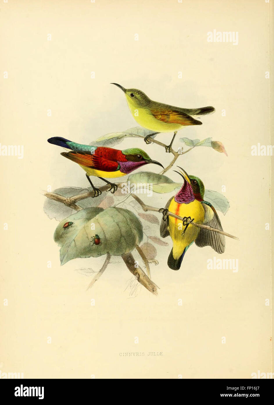 This monograph focuses on the Nectariniidae family, known as sun-birds ...