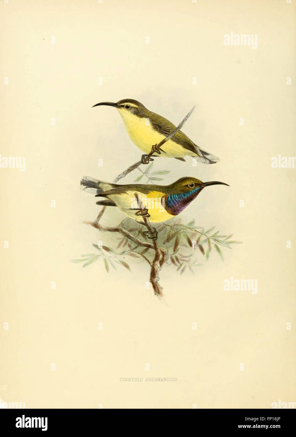 This monograph provides an in-depth study of the Nectariniidae family ...