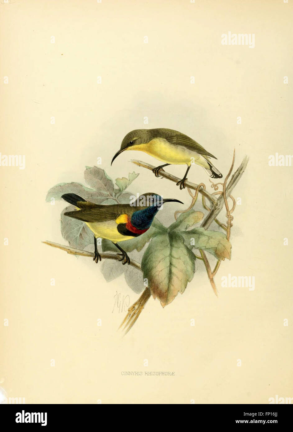 This monograph focuses on the family Nectariniidae, commonly known as ...