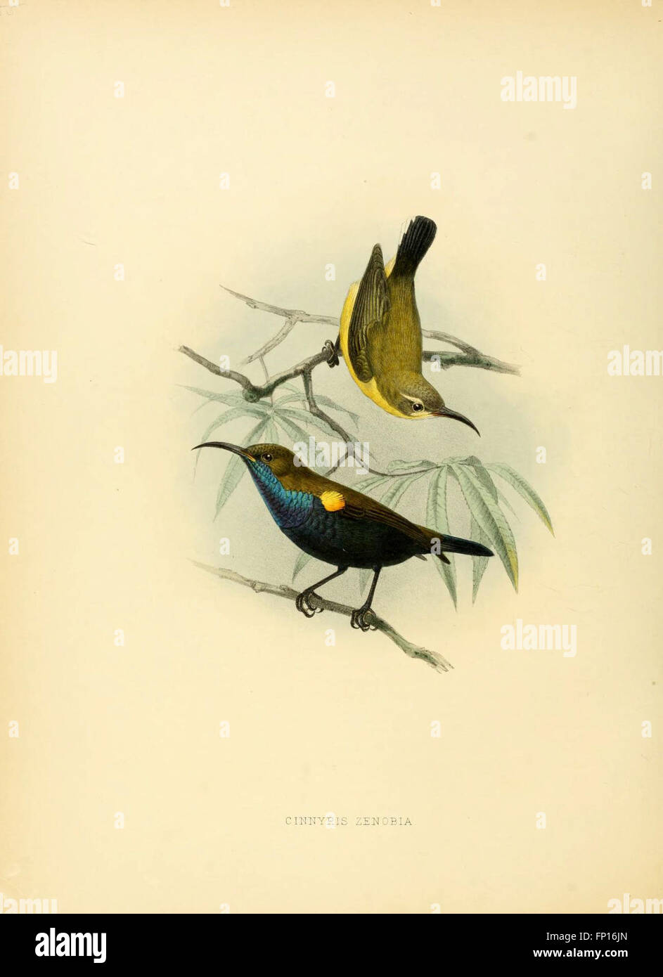 A monograph detailing the Nectariniidae family, known as sun-birds. It ...
