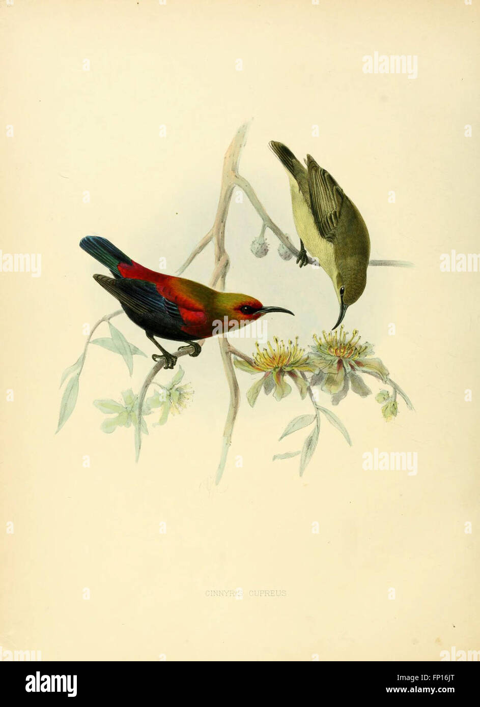 A monograph of the Nectariniidae, or, Family of sun-birds Stock Photo ...