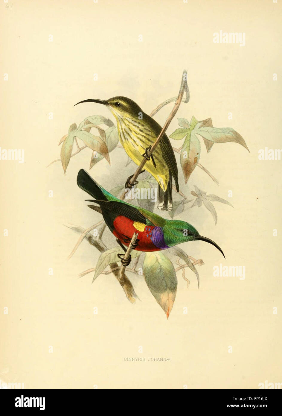 This monograph details the Nectariniidae family, known as sunbirds ...
