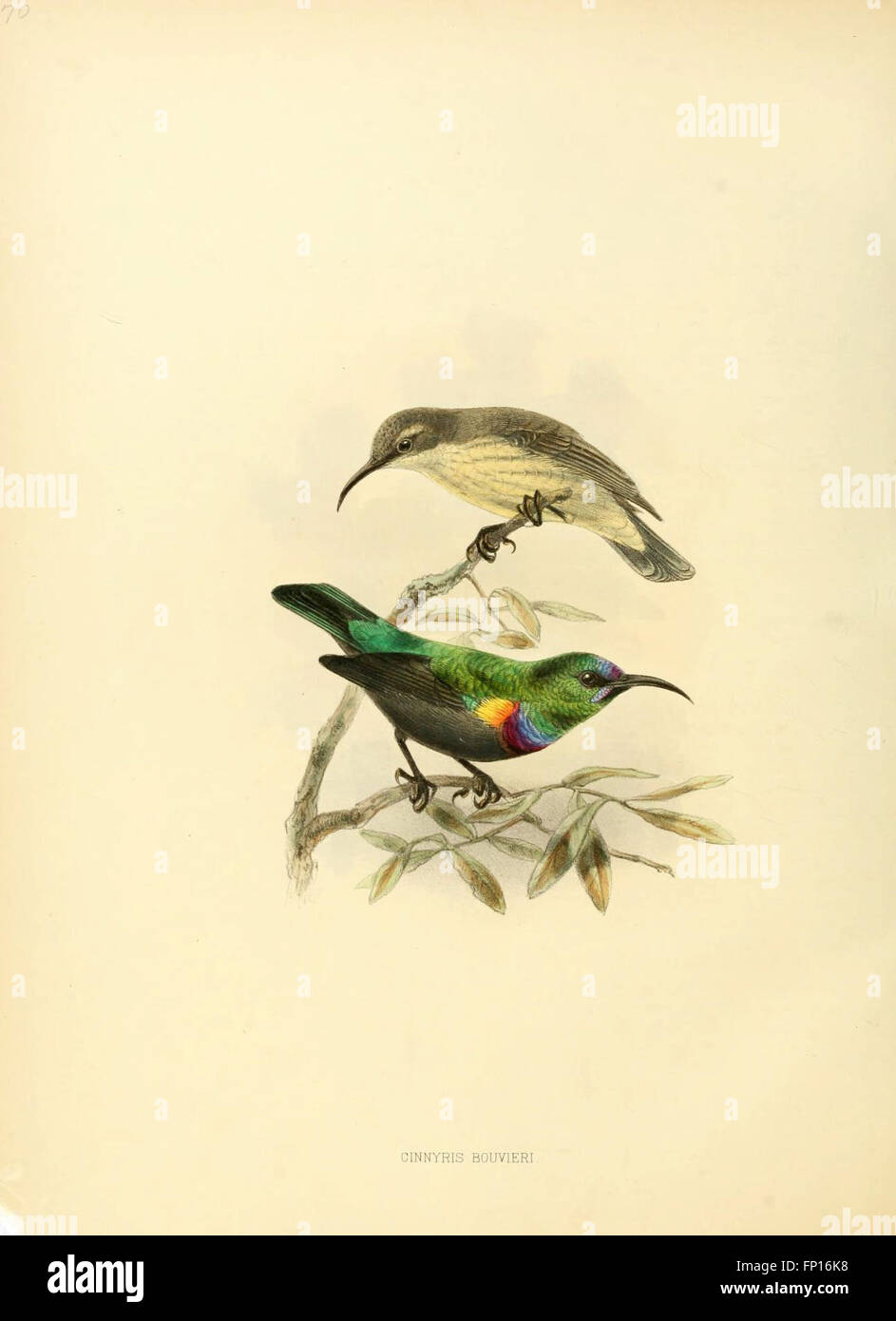 This monograph details the Nectariniidae family, also known as sunbirds ...