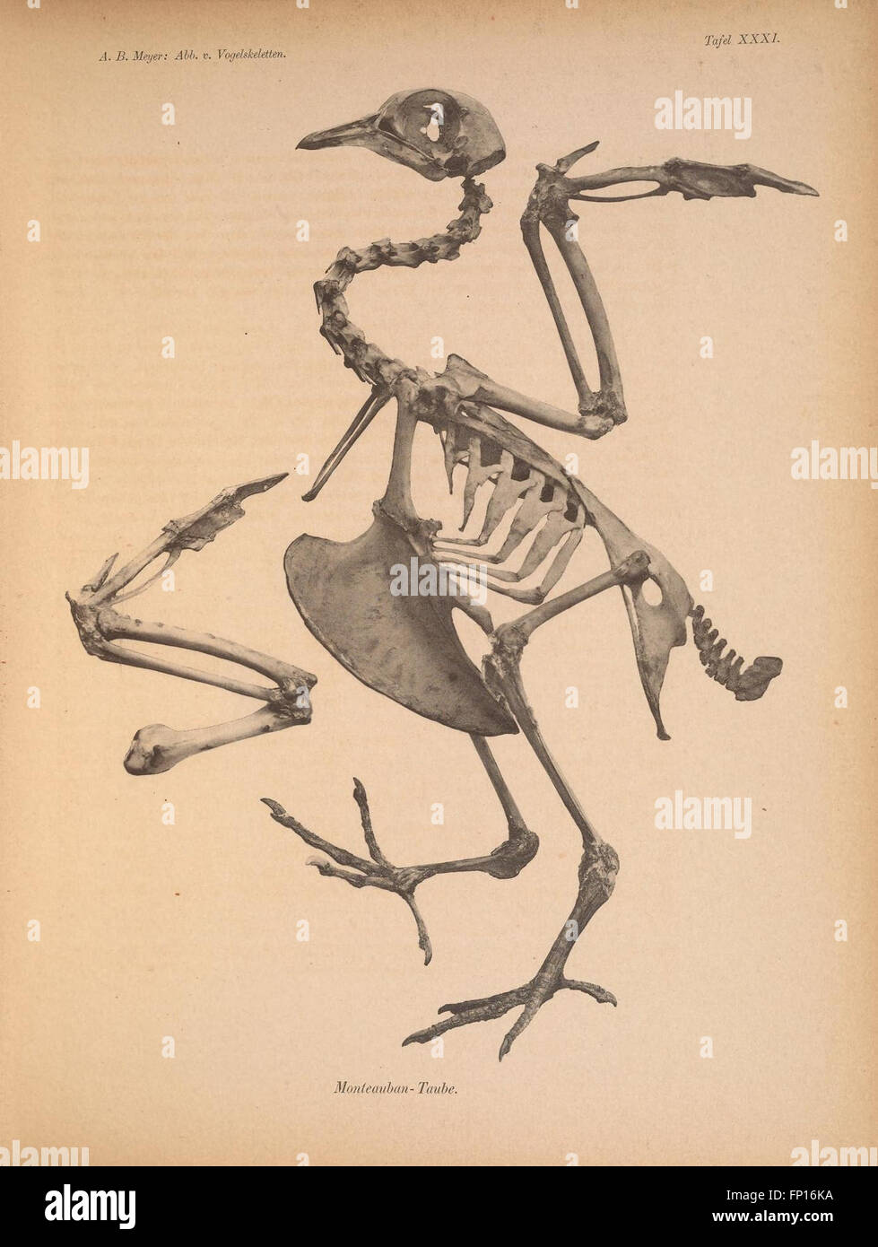 This illustration from 'Abbildungen von Vogel-Skeletten' features ...