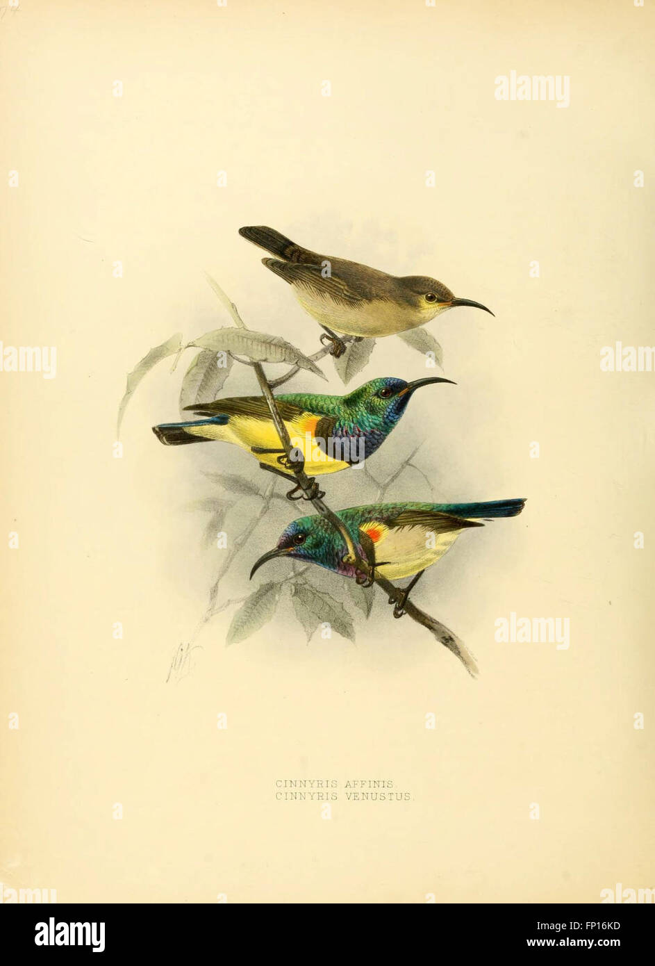 A detailed monograph on the Nectariniidae family, also known as sun ...