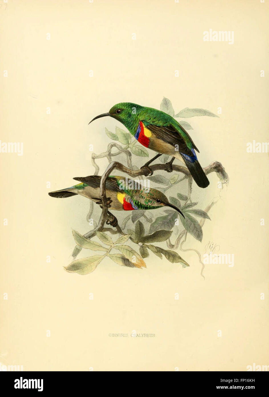 A comprehensive monograph on the Nectariniidae family, or sunbirds ...