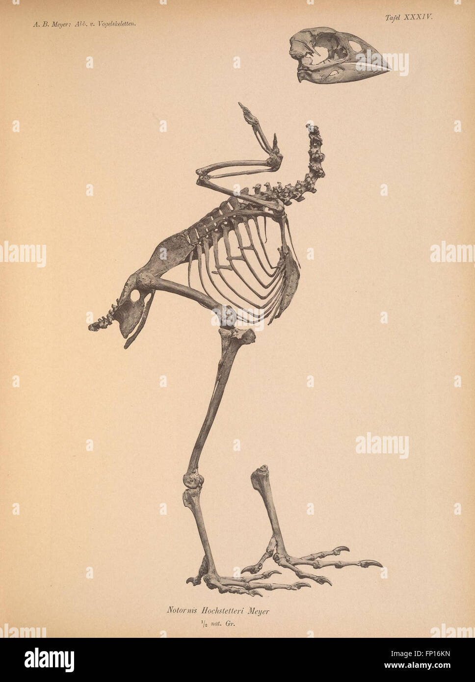 Showcasing anatomical details hi-res stock photography and images - Alamy