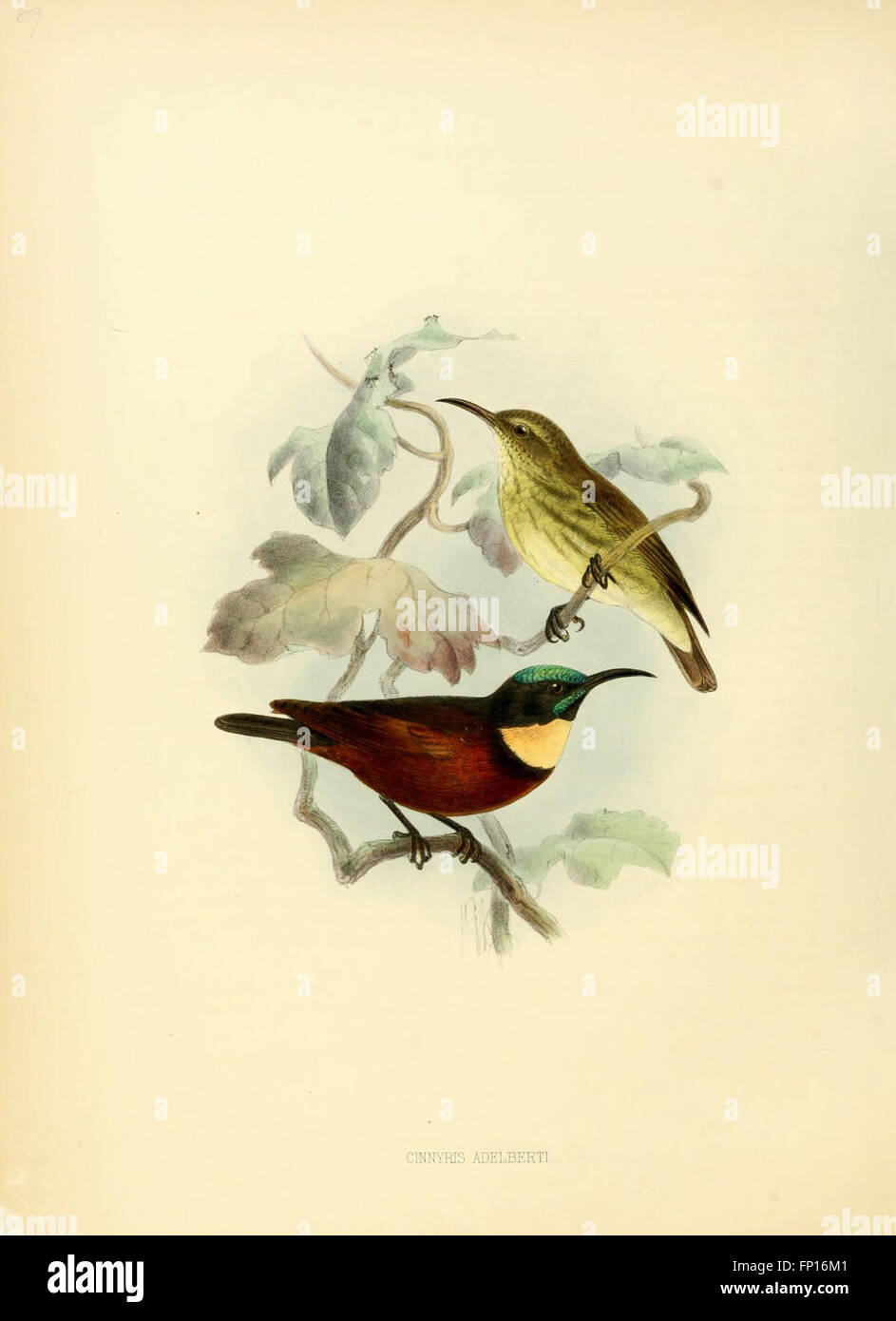 This monograph provides a comprehensive study of the Nectariniidae ...