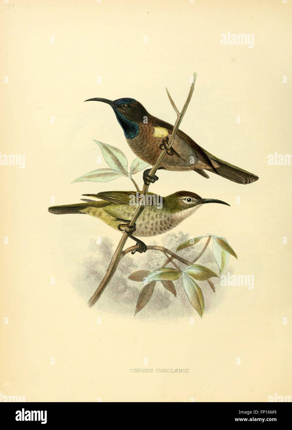 'A Monograph of the Nectariniidae' is a detailed study of the sunbird ...