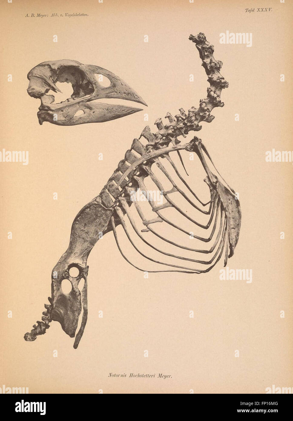 This plate features illustrations of bird skeletons, providing valuable ...