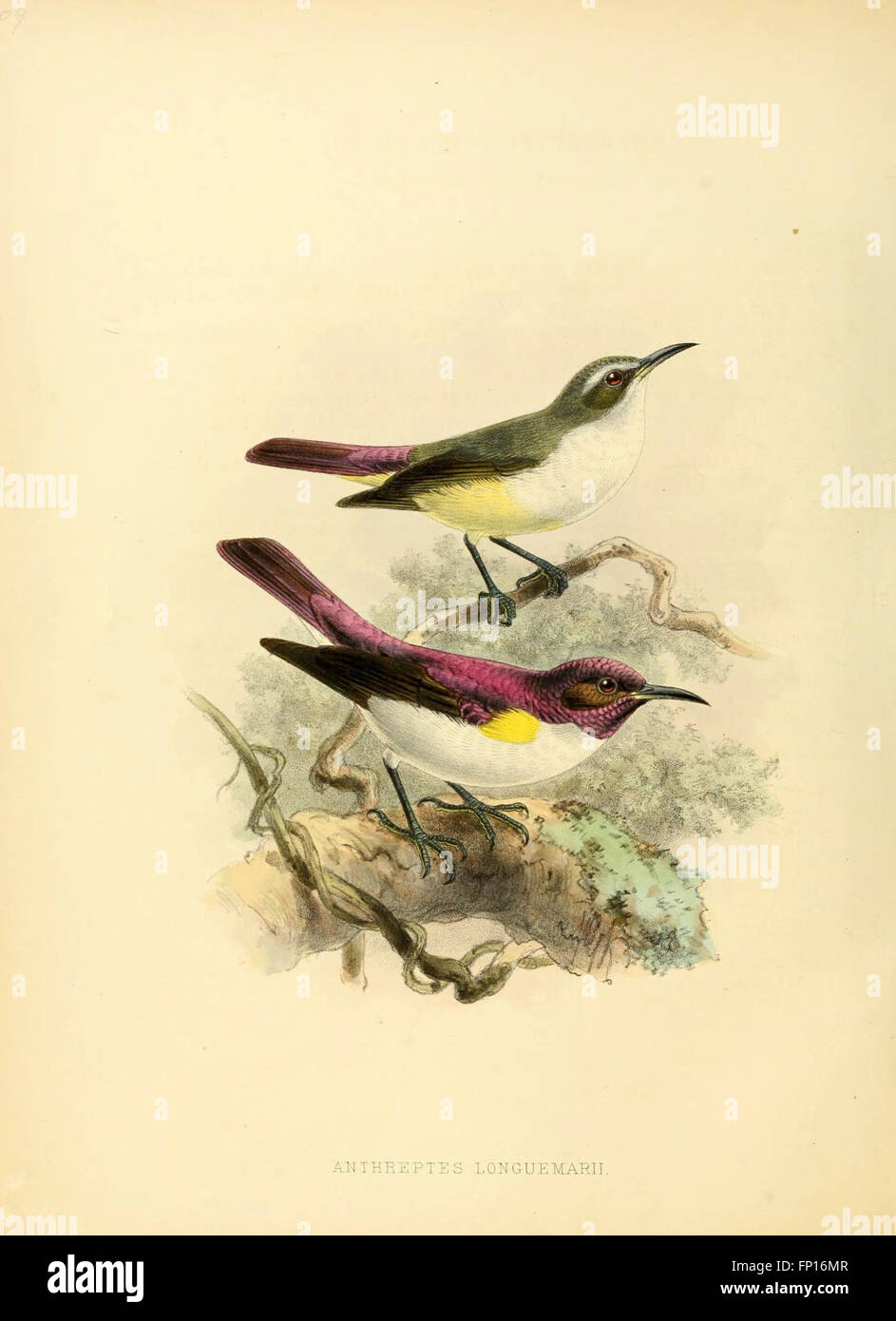 This monograph focuses on the Nectariniidae family, commonly known as sun-birds, exploring their ...