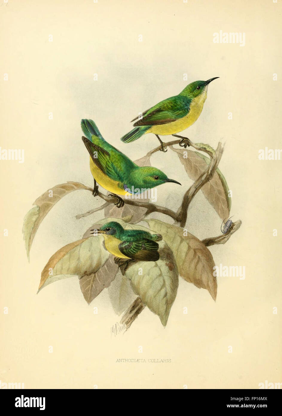 This monograph focuses on the Nectariniidae family, also known as ...