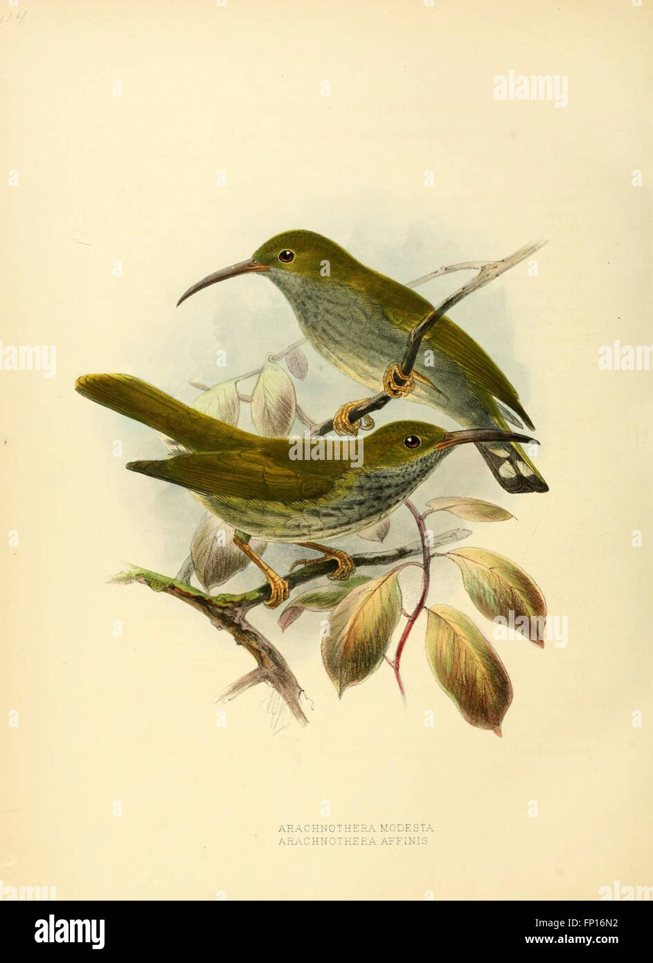 This monograph offers a detailed study of the Nectariniidae family ...