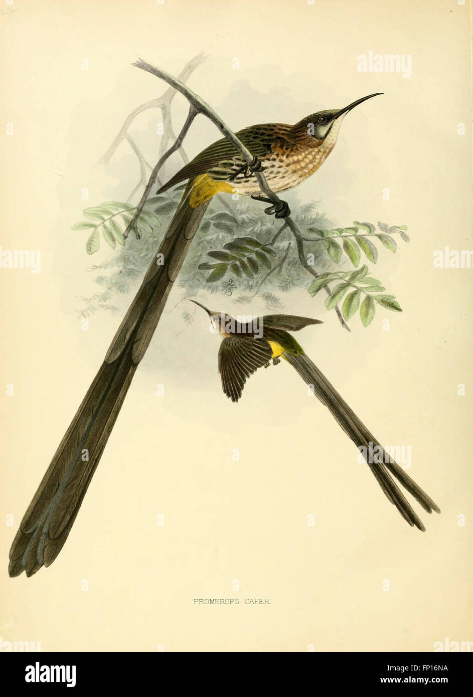 A monograph of the Nectariniidae, or, Family of sun-birds Stock Photo ...
