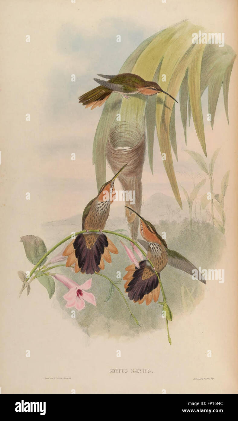 This monograph provides an in-depth study of the Trochilidae family ...