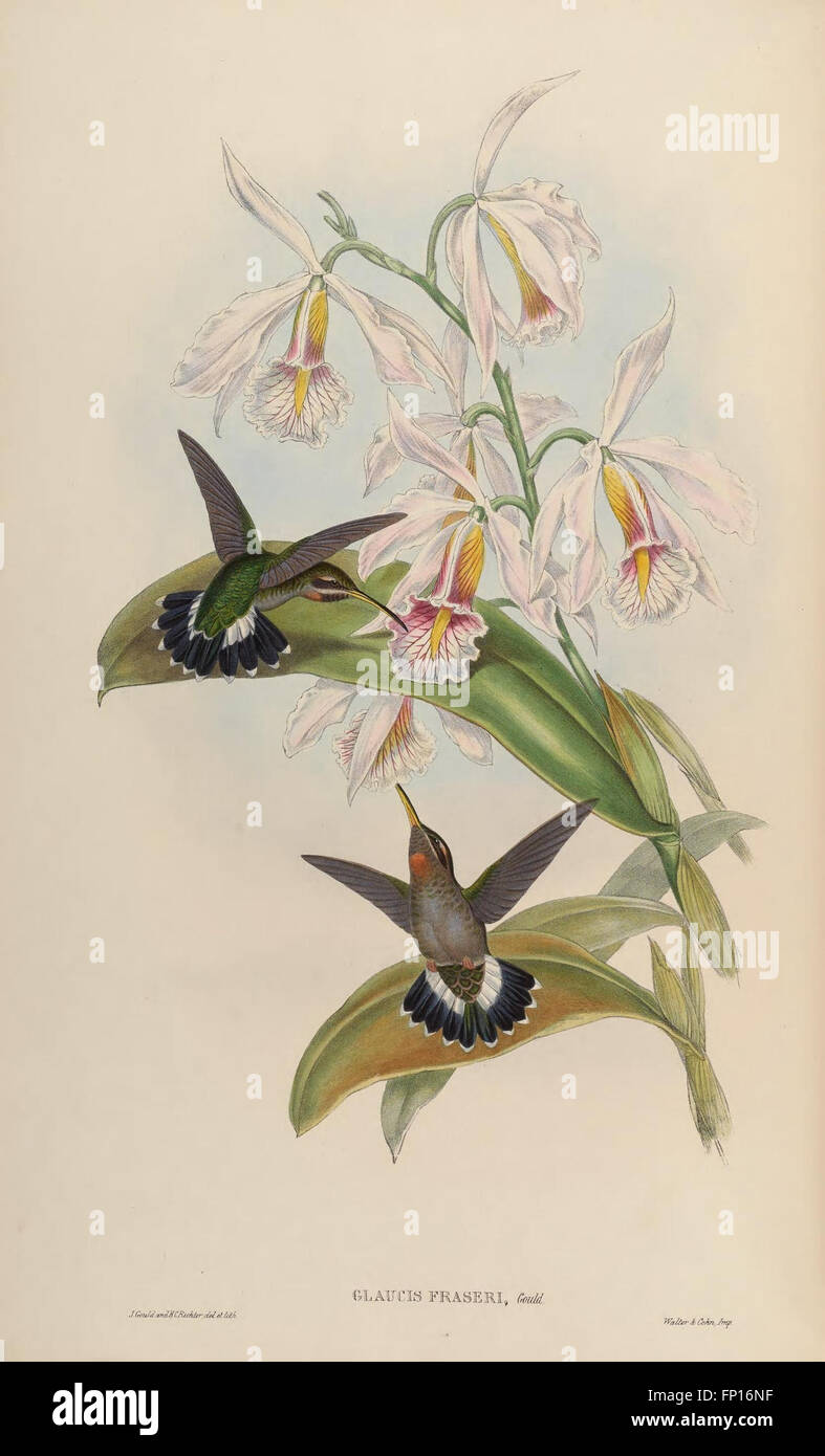 This monograph focuses on the family Trochilidae, also known as ...