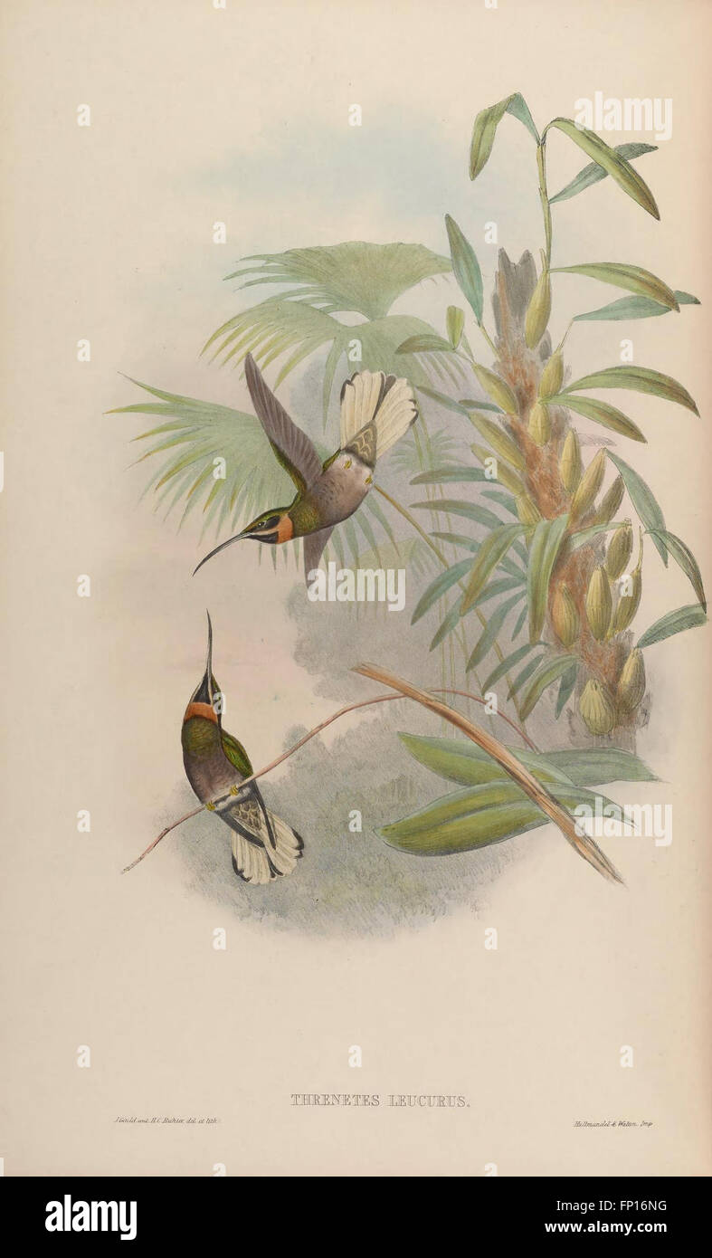 This monograph offers a detailed study of the family Trochilidae, or ...