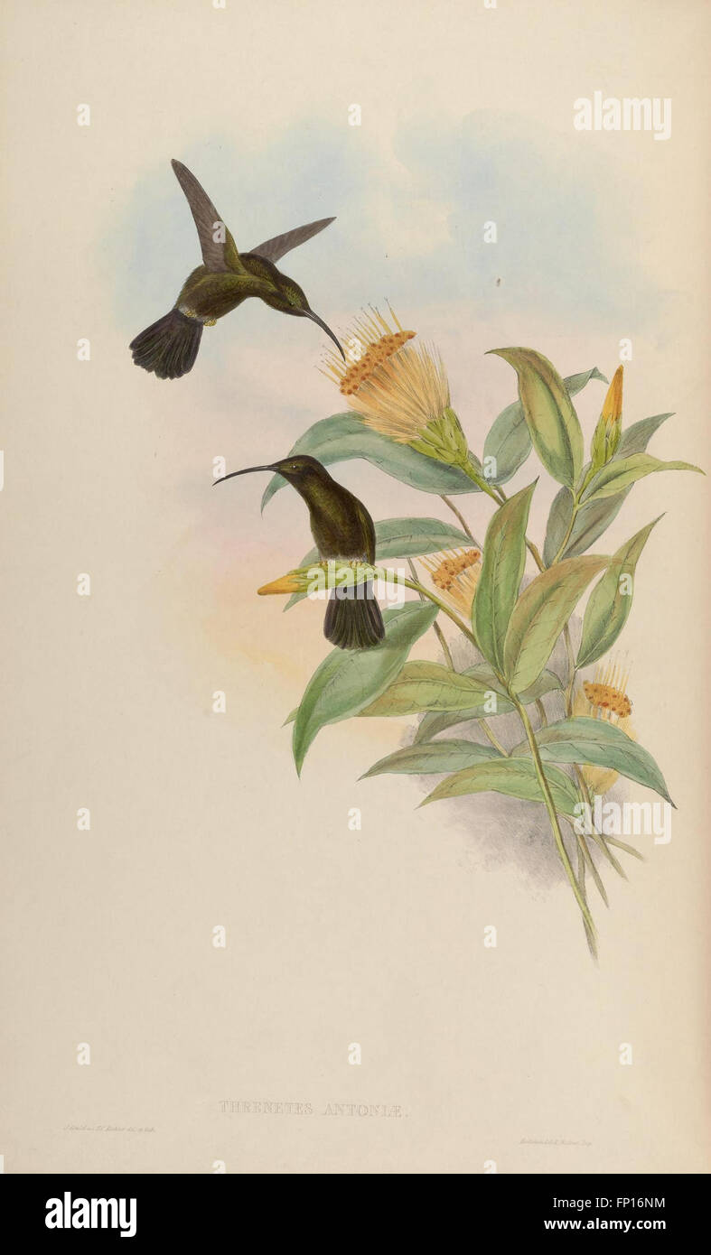 This monograph provides an extensive overview of the Trochilidae family ...