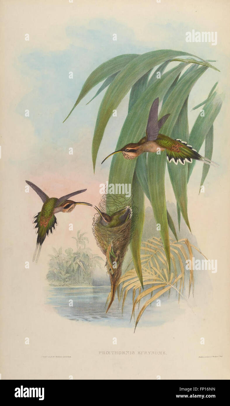 This monograph explores the Trochilidae family, focusing on ...