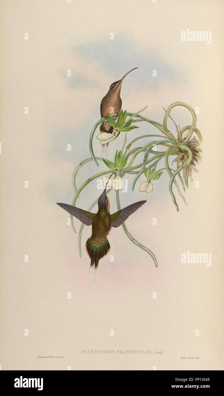 Plate 18 from the monograph on the Trochilidae family, focusing on ...