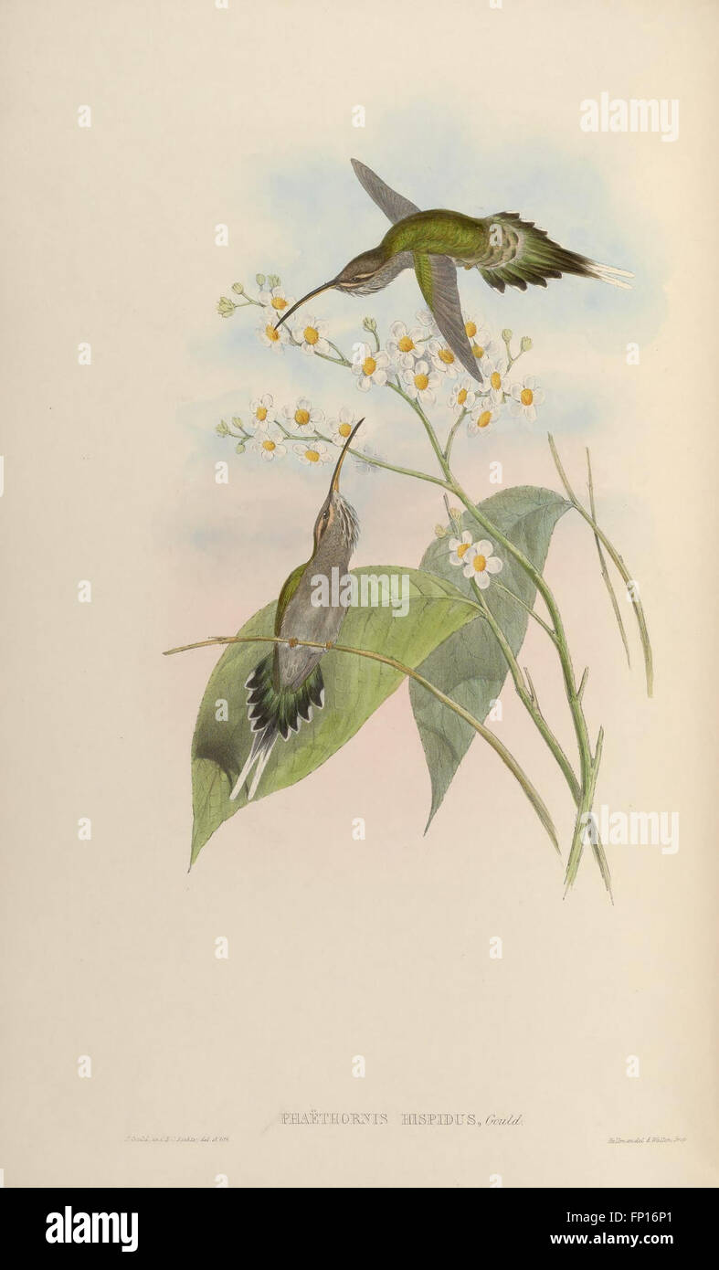 This monograph presents an in-depth study of the Trochilidae family ...