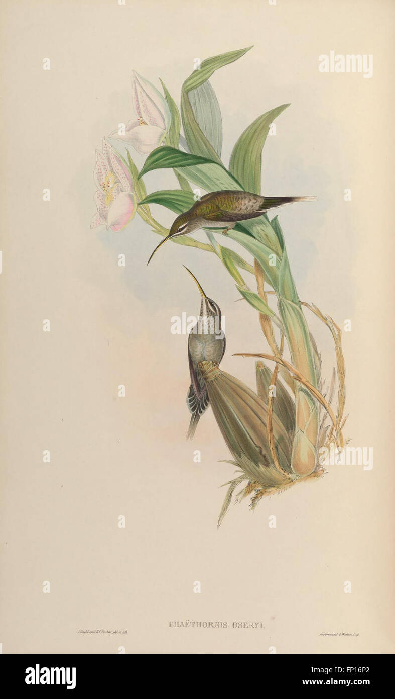 This monograph provides detailed descriptions and illustrations of the ...